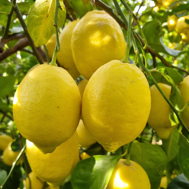 Lucanian Organic Lemons with Edible Peel 🍋🌱 – Naturally grown ...